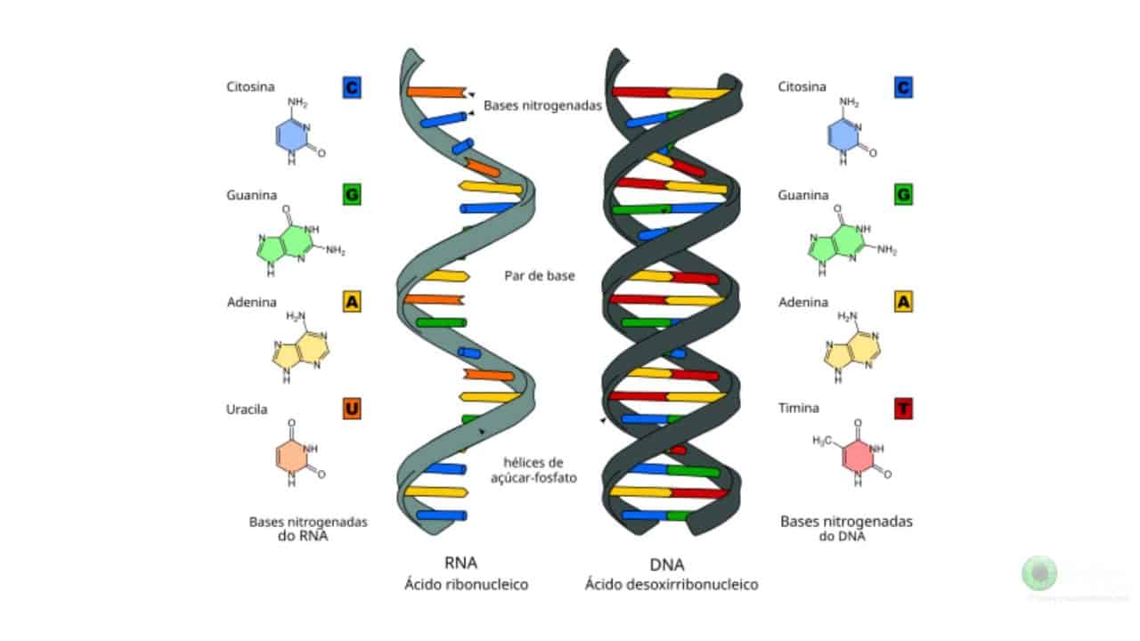 Qual a diferença entre RNA e DNA? Entenda as funções deles