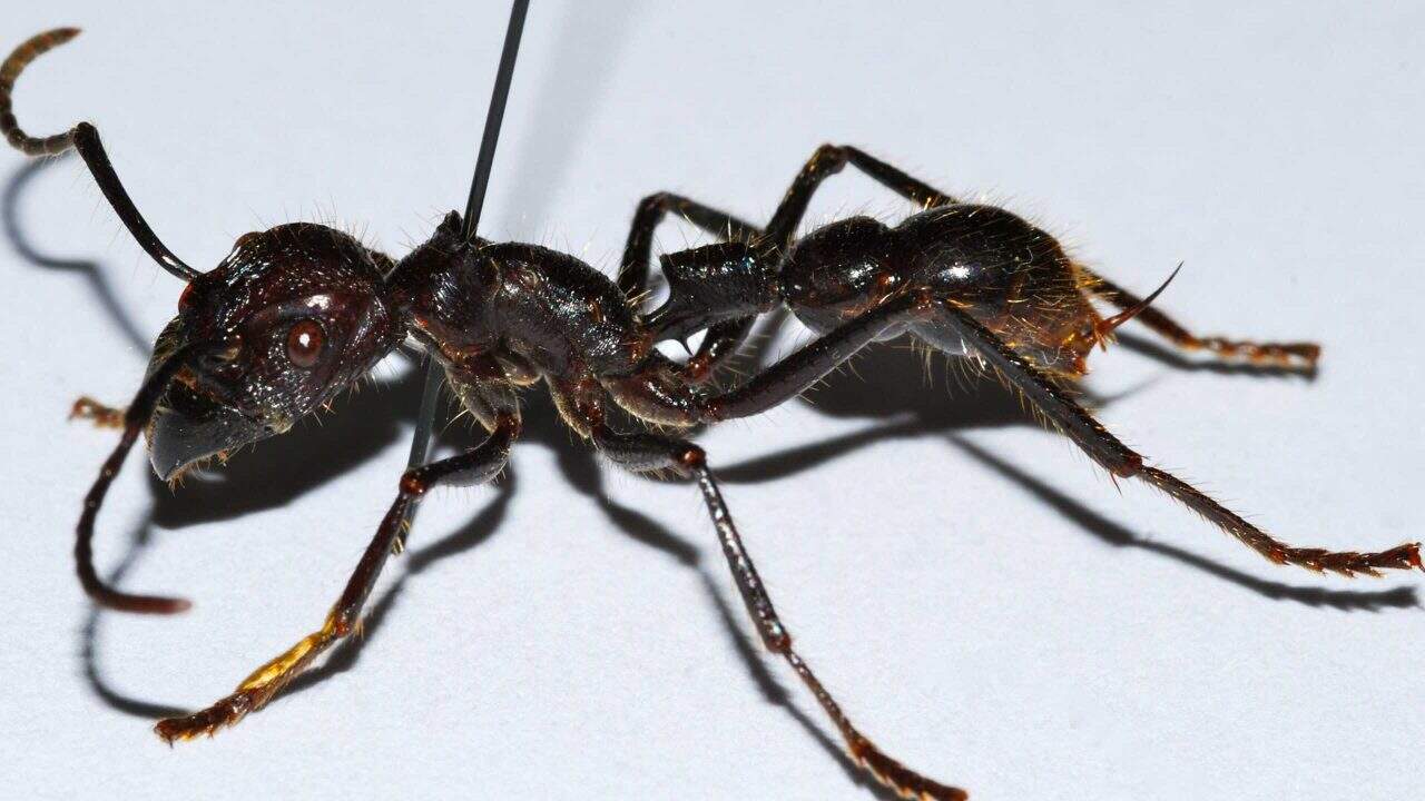 Conheça a Tocandira: formiga cuja picada dói tal qual um tiro de fuzil