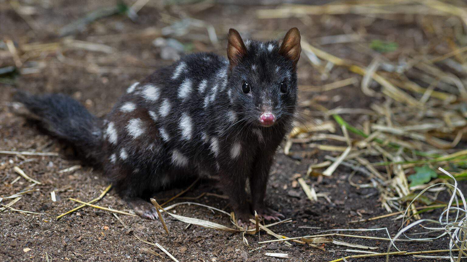 Austrália: confira o top 10 de animais endêmicos mais fofos do país ...