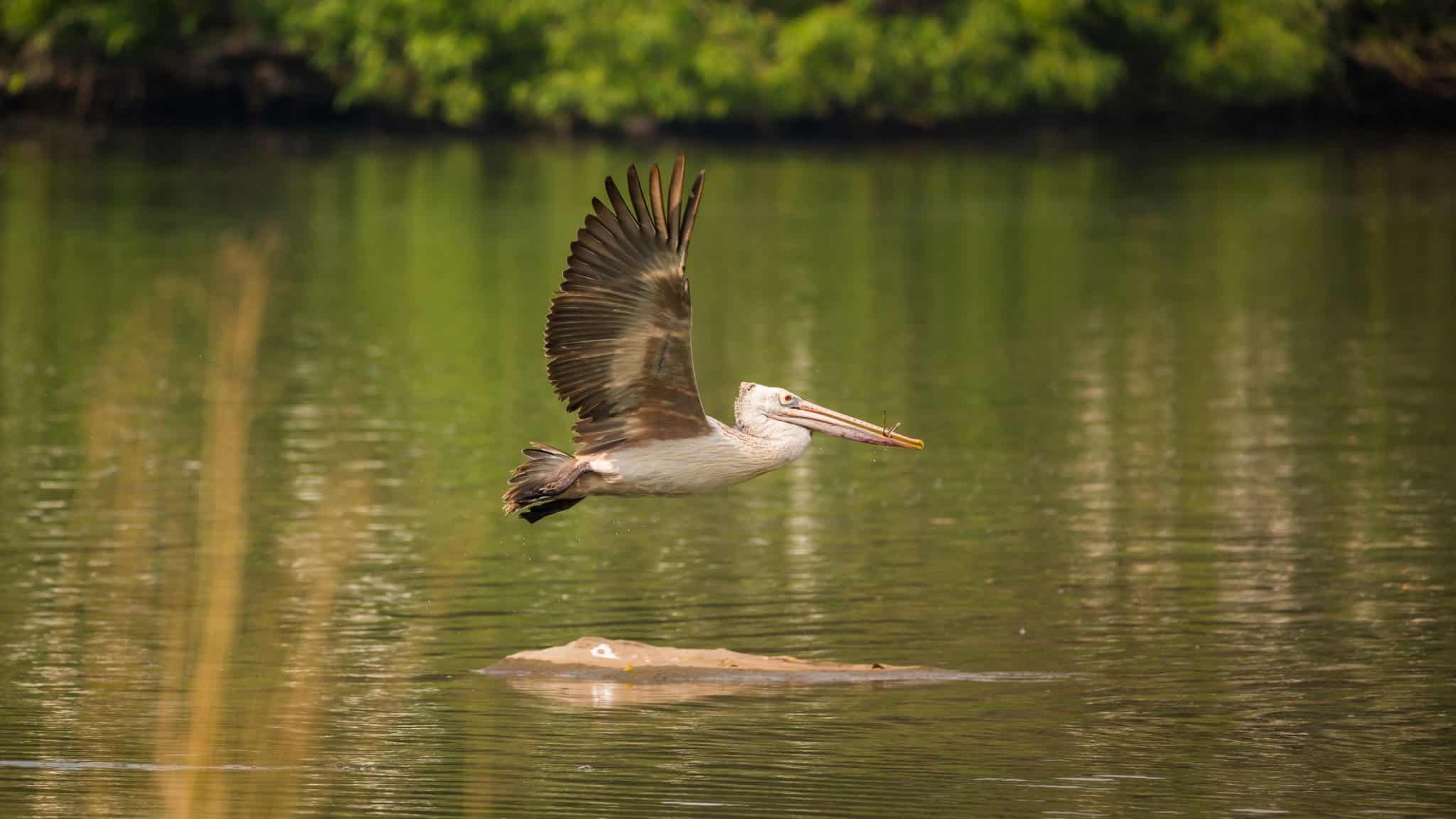 Imagem de satélite mostra como lagoa traz cor e vida para deserto no ...