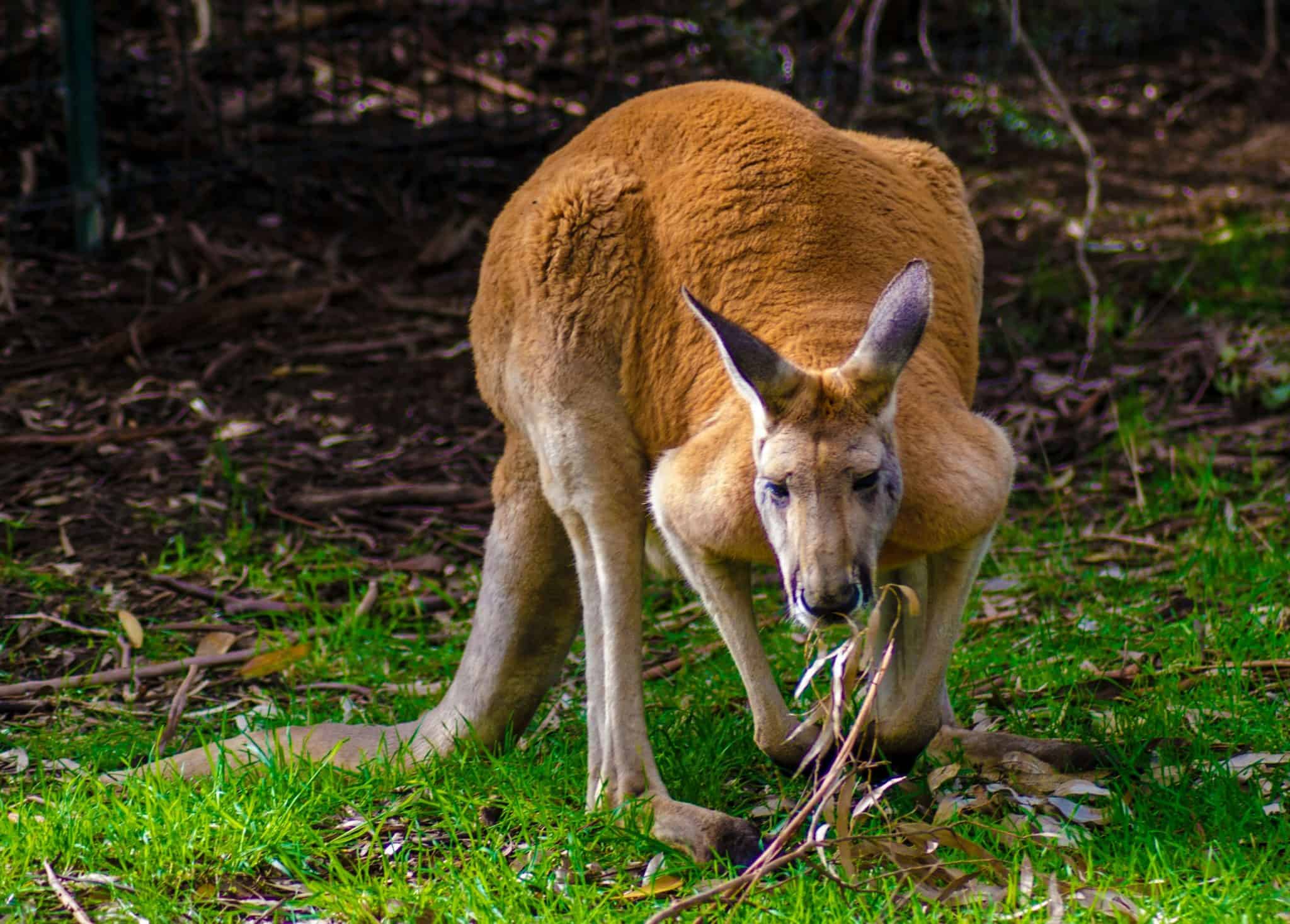 Cangurus realmente sabem lutar? Entenda o comportamento desse animal