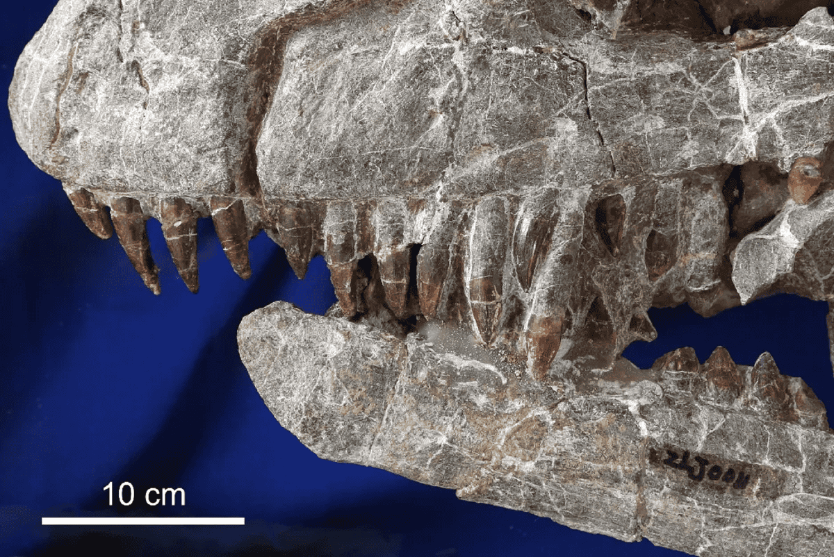 Crânio de dinossauro de 200 milhões de anos descoberto na China
