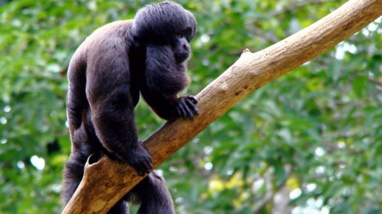 10 animais nativos e exóticos que você só encontra no Brasil - Olhar ...