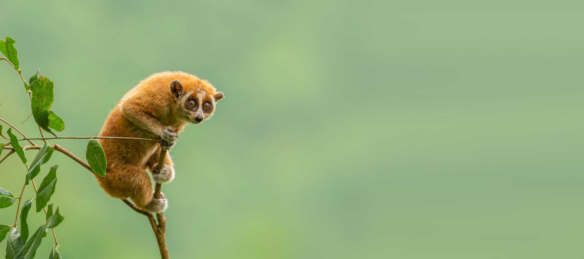 Conheça a lista dos 10 animais mais lentos do mundo