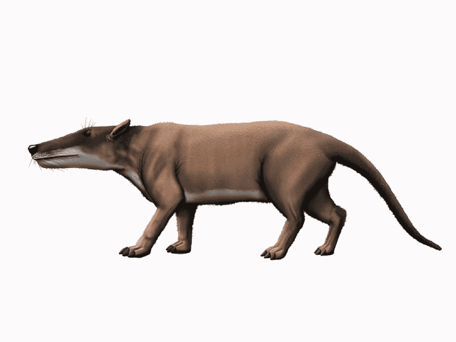 Primeira baleia do mundo era peluda e vivia na terra