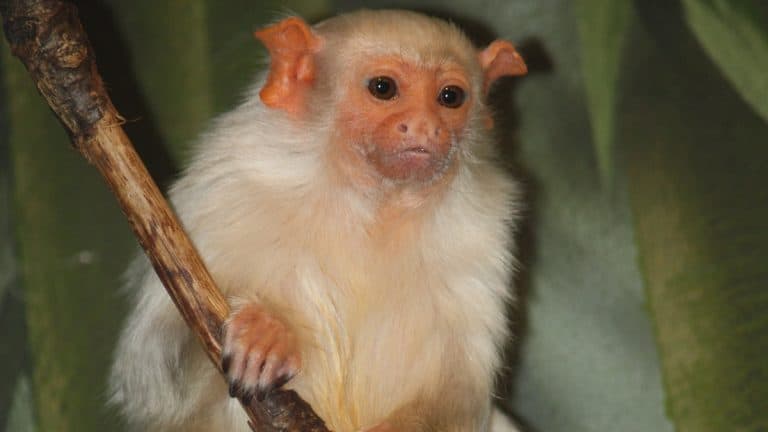 10 animais nativos e exóticos que você só encontra no Brasil - Olhar ...