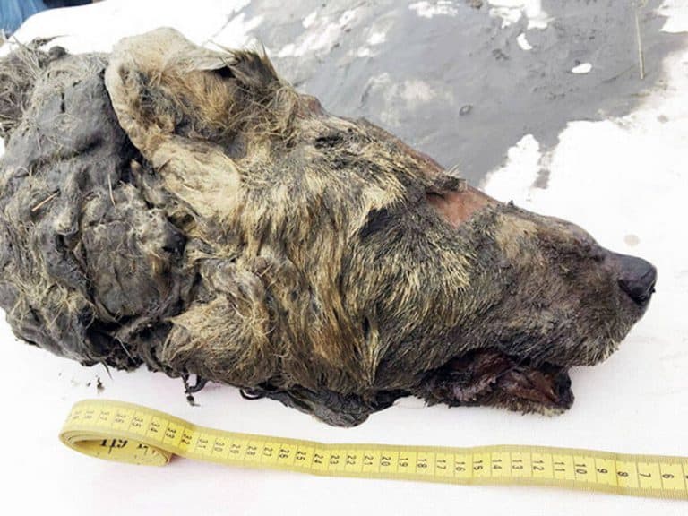 Derretimento de gelo revela cabeça de lobo gigante de 40 mil anos