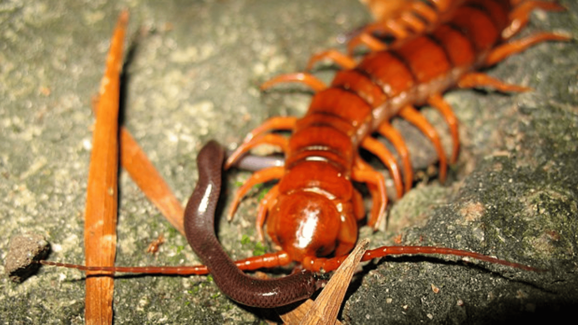 O que acontece se você for picado por uma lacraia? - Olhar Digital