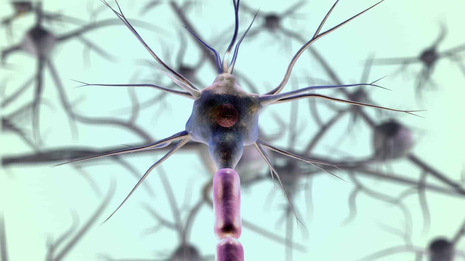 Como os neurônios se formam no nosso cérebro? - Olhar Digital