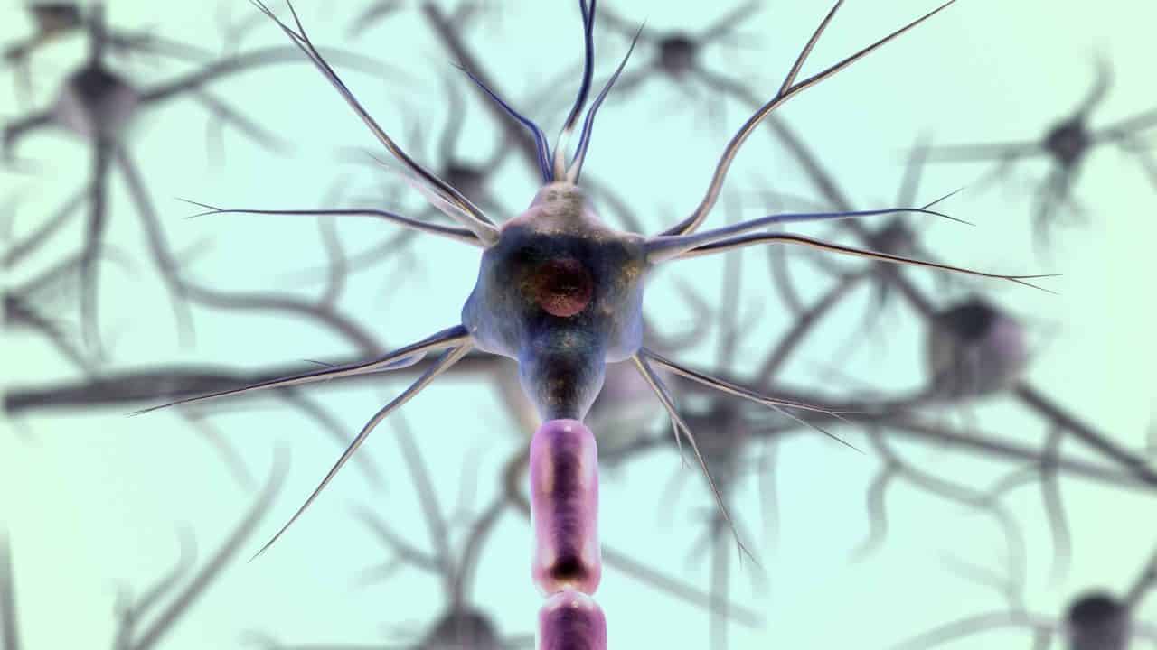Como os neurônios se formam no nosso cérebro? - Olhar Digital