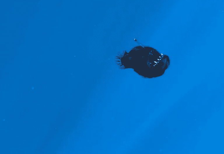 "Diabo negro": peixe das profundezas é visto na superfície pela 1ª vez