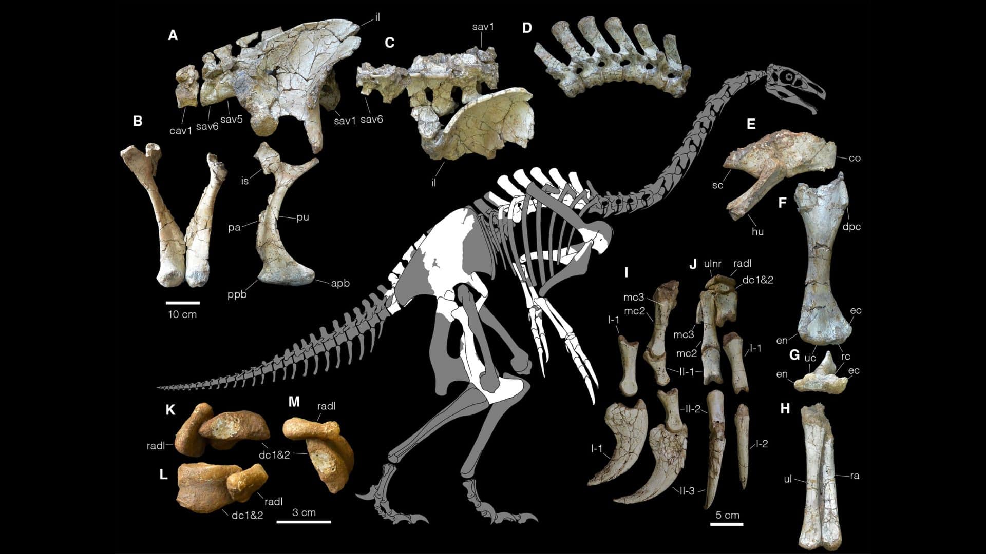 Espécie de dinossauro descoberta na Mongólia tinha garras gigantes