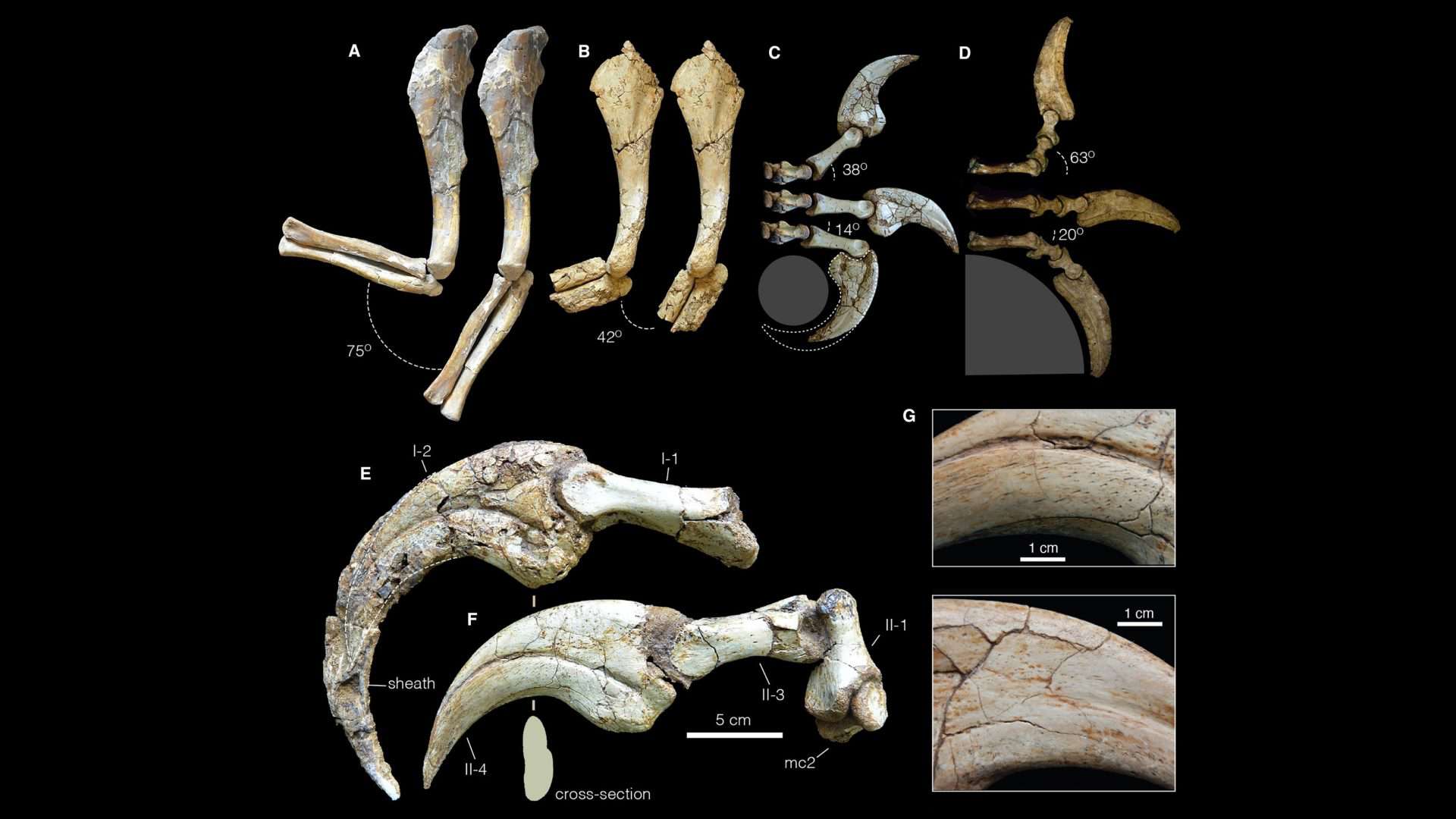 Espécie de dinossauro descoberta na Mongólia tinha garras gigantes