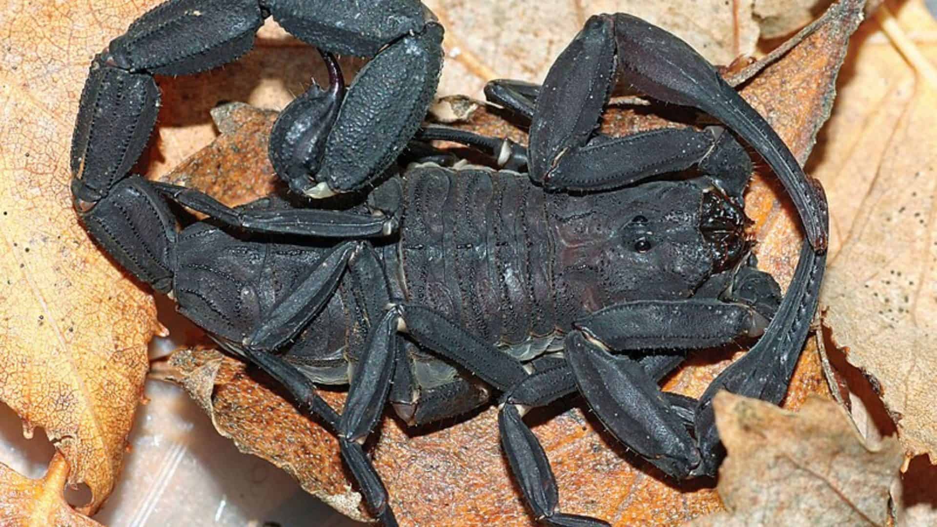 Top 10 escorpiões mais perigosos do mundo e o que podem fazer ao corpo ...