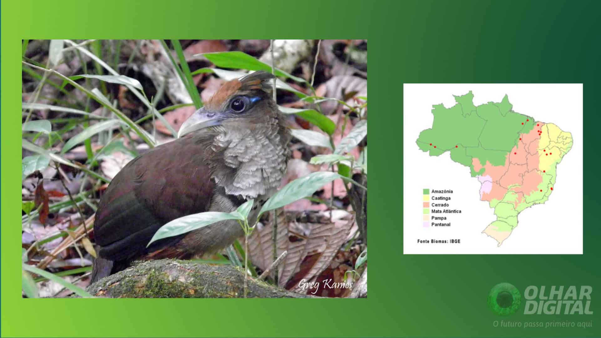 Como os animais se defendem? Veja os mecanismos mais curiosos da natureza