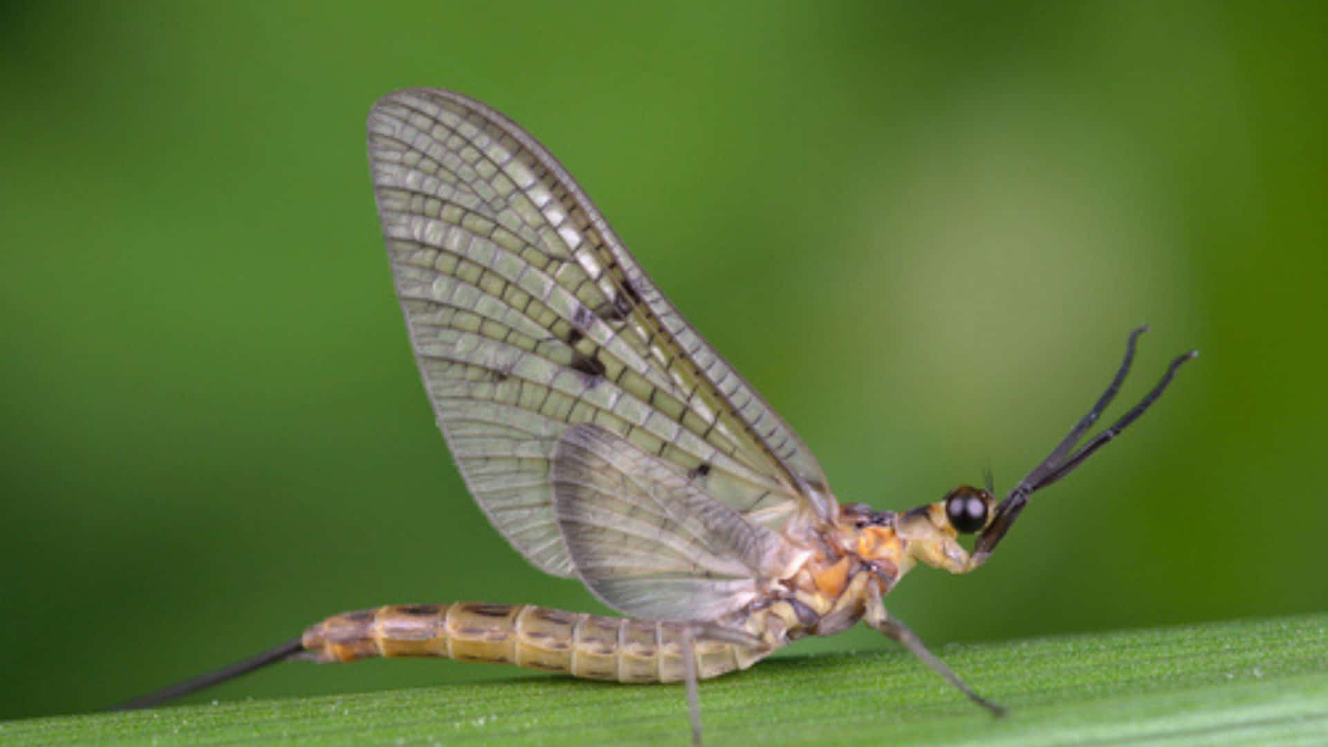 6 animais que mudam de comportamento de acordo com a Lua - Olhar Digital