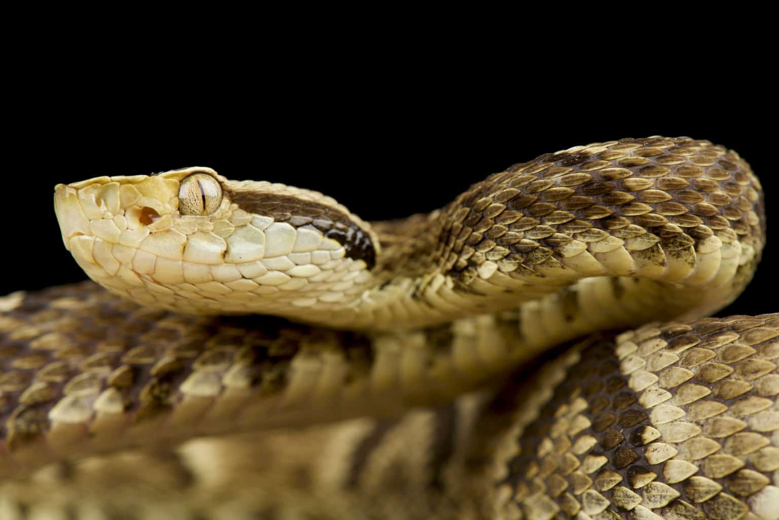 Serpentes mais peçonhentas do Brasil: quais são e onde estão?