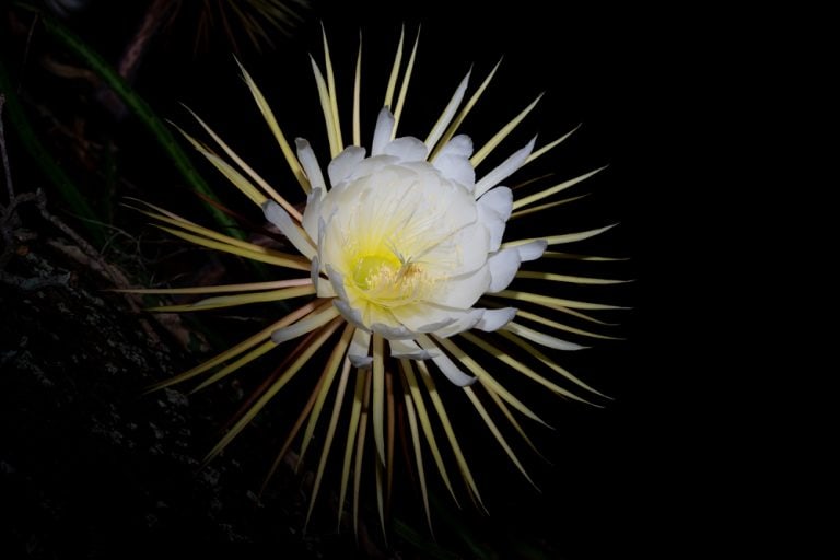 Conheça a Flor-da-Lua, que floresce na Amazônia apenas uma noite no ano ...