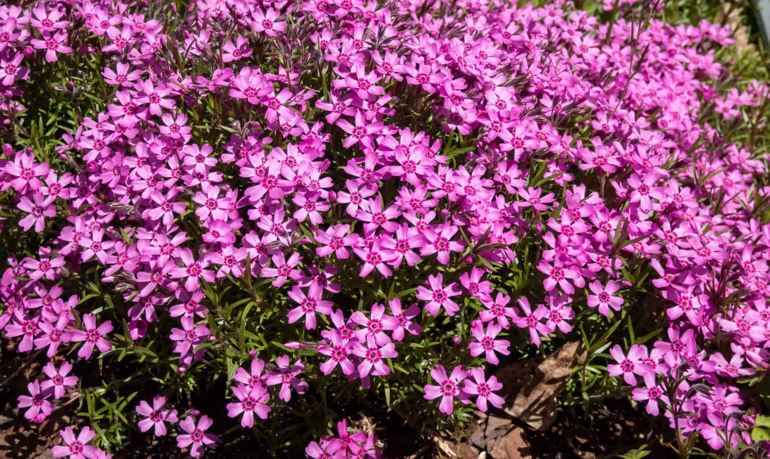 ‘Microlua’ rosa: entenda o fenômeno que ocorre neste sábado - Olhar Digital