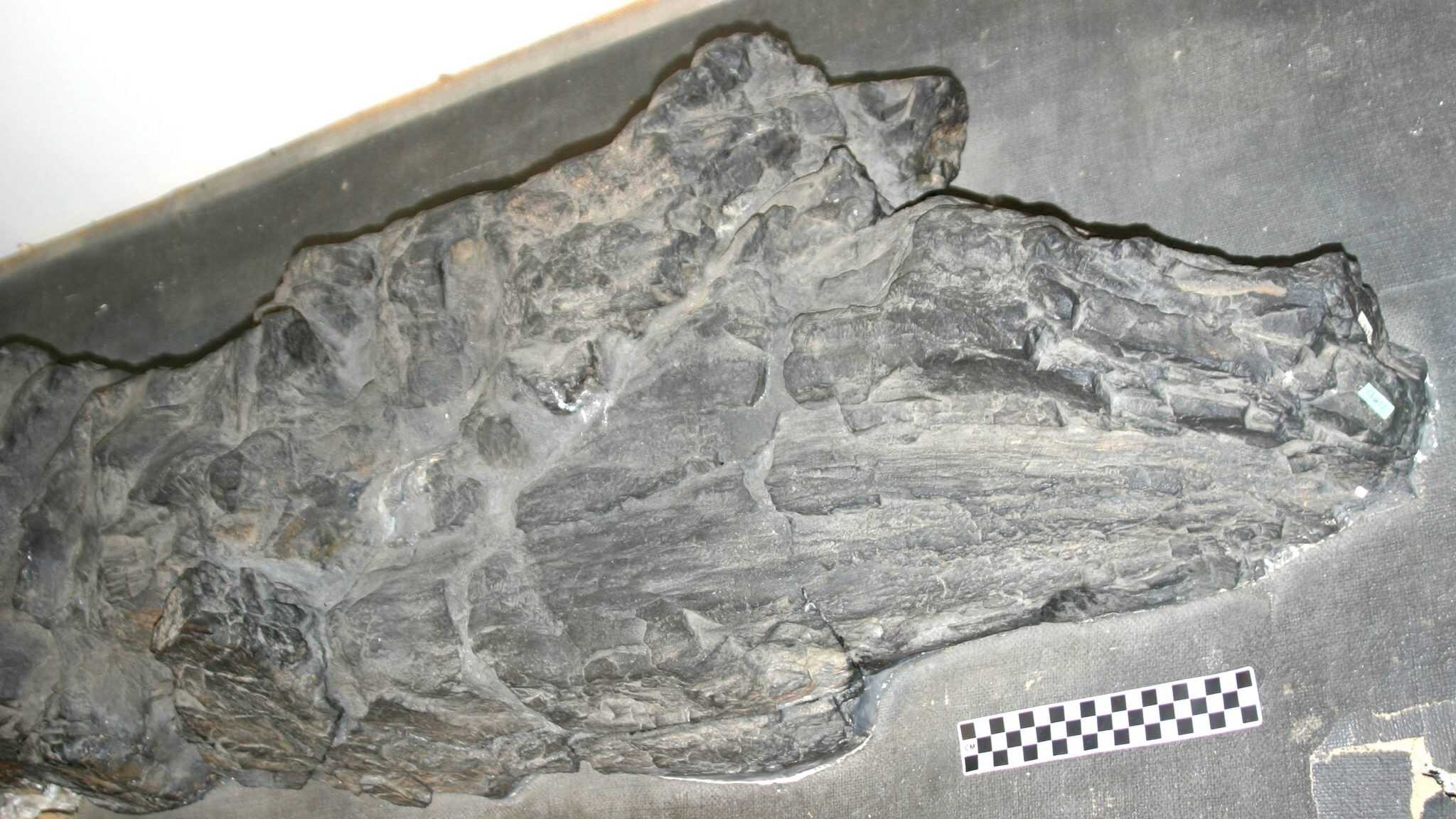 O que são os Prototaxites? Veja o que sabemos sobre "fungo gigante"