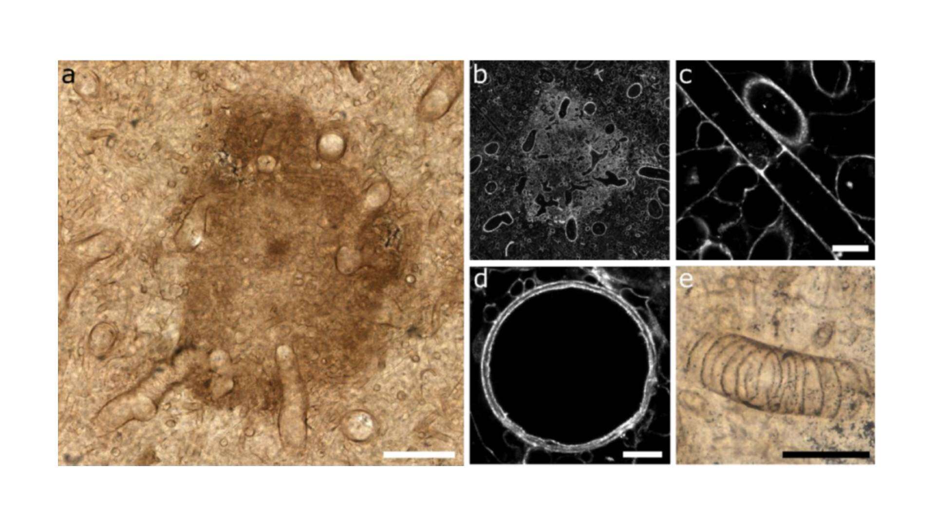 O que são os Prototaxites? Veja o que sabemos sobre "fungo gigante"