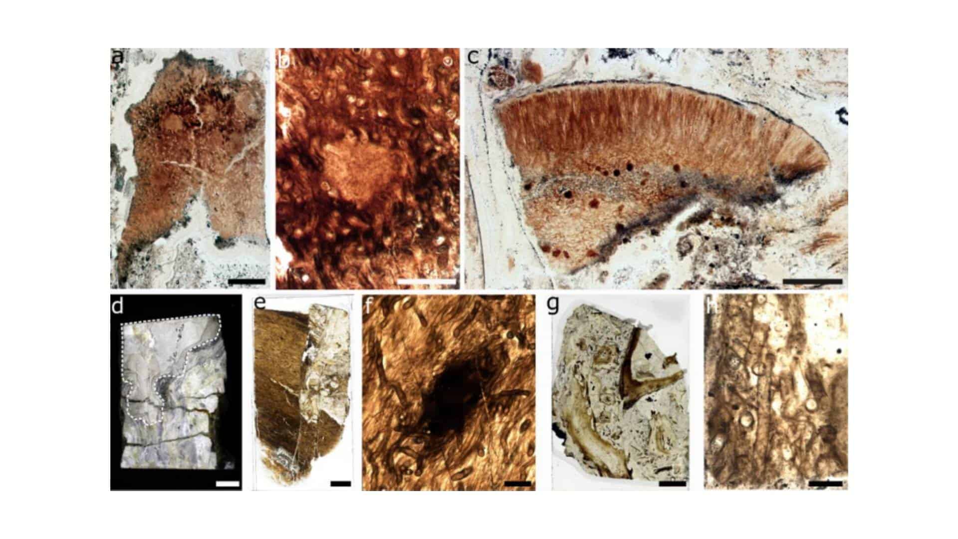 O que são os Prototaxites? Veja o que sabemos sobre misterioso “fungo ...