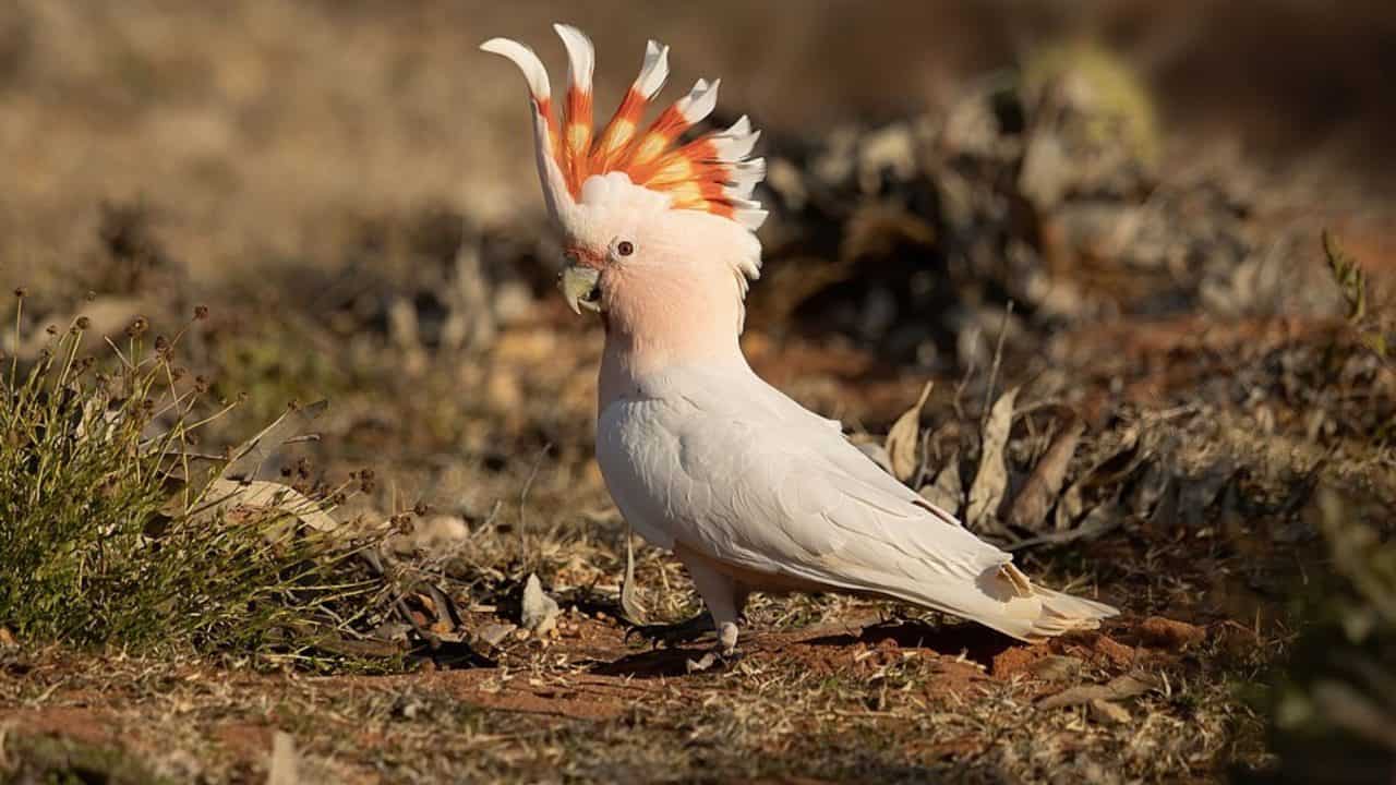 Conheça os 8 animais mais curiosos do deserto - n1