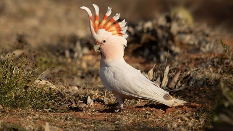 Conheça os 8 animais mais curiosos do deserto - Olhar Digital