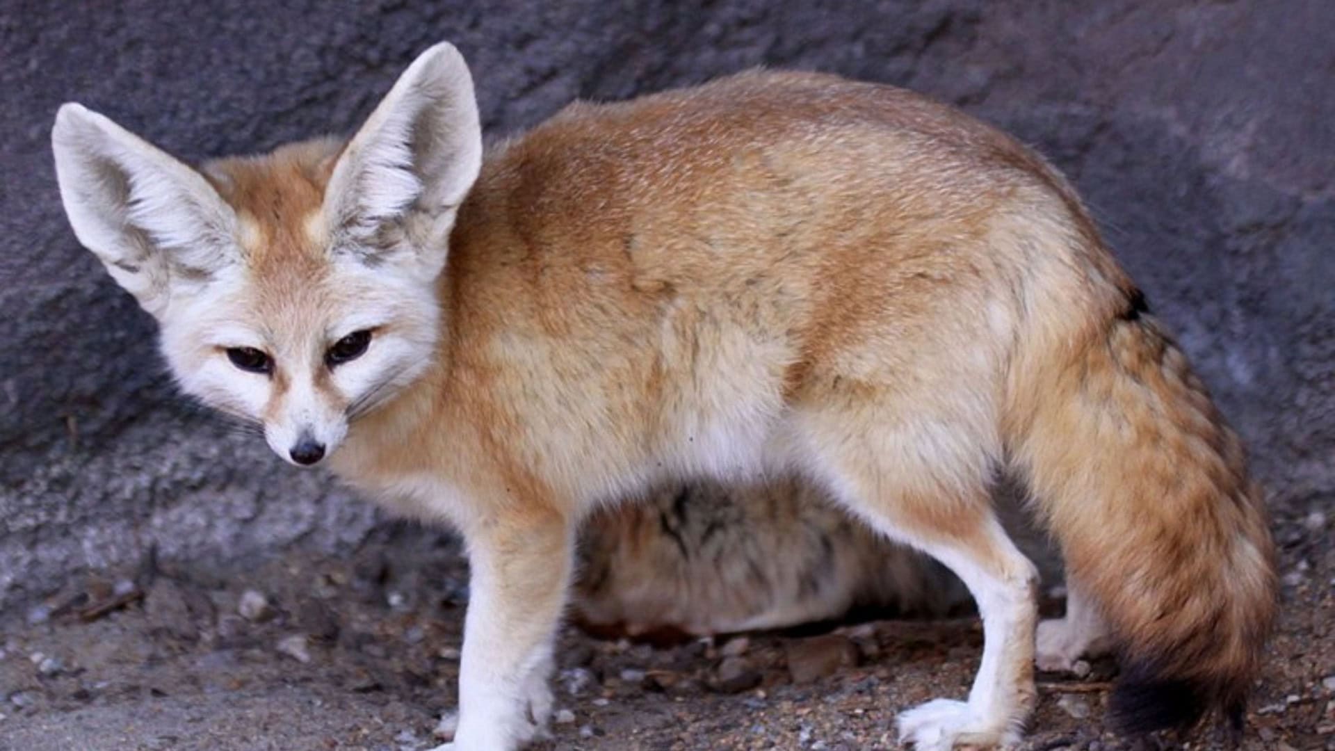 Conheça os 8 animais mais curiosos do deserto - n1