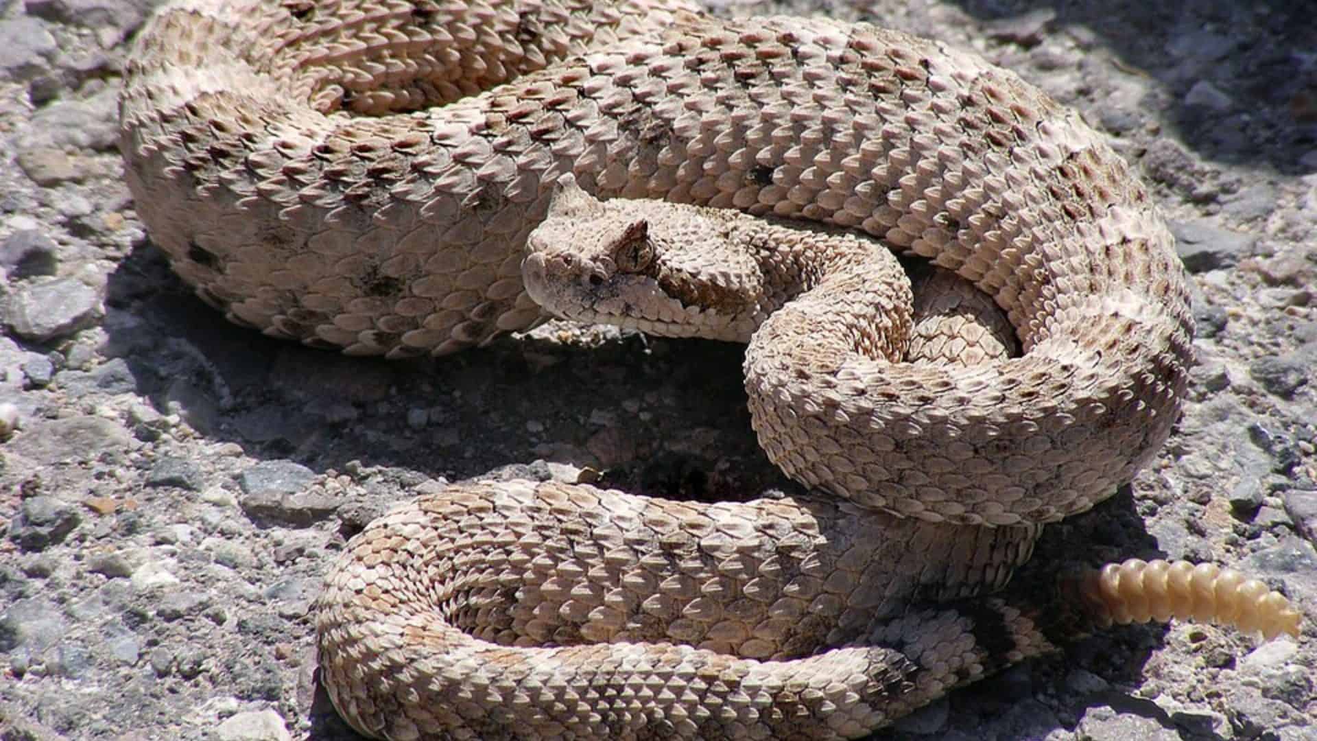 Conheça os 8 animais mais curiosos do deserto - Olhar Digital