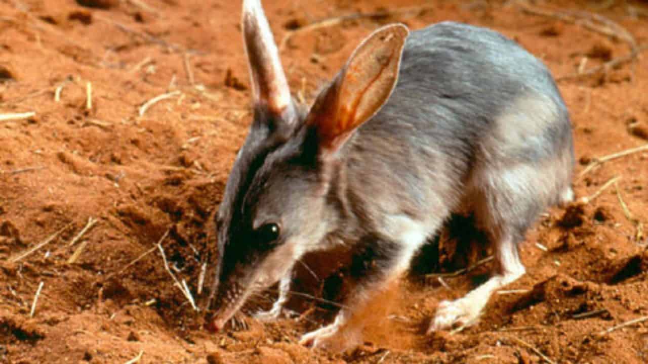 Conheça os 8 animais mais curiosos do deserto - Olhar Digital