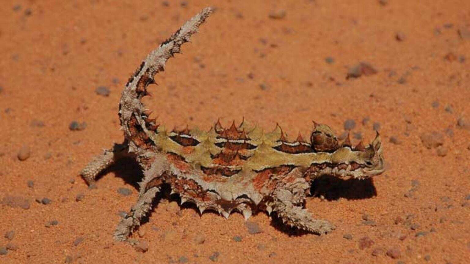 Conheça os 8 animais mais curiosos do deserto - Olhar Digital