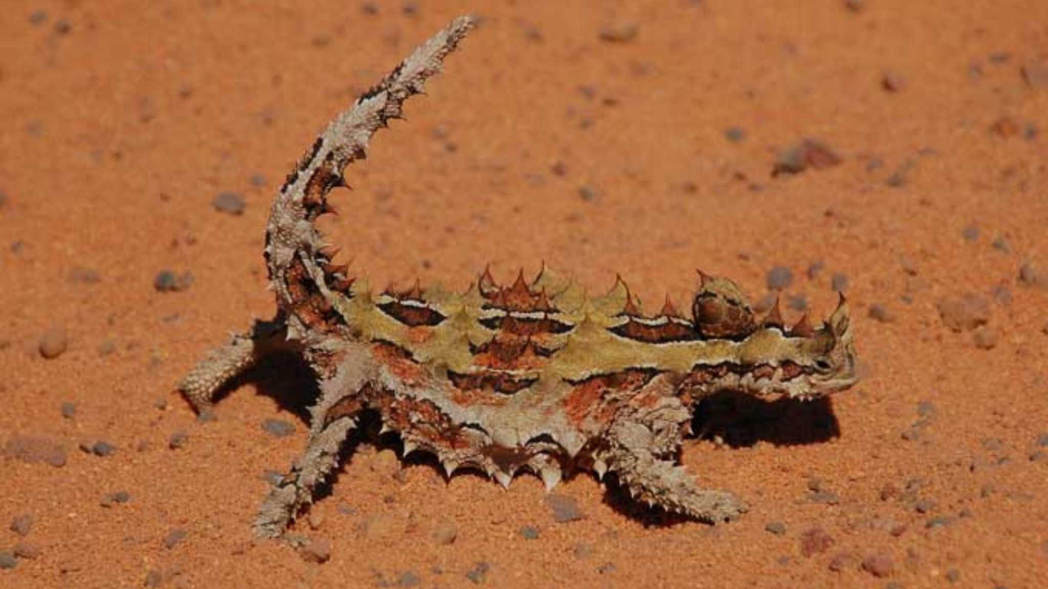 Conheça os 8 animais mais curiosos do deserto - Olhar Digital