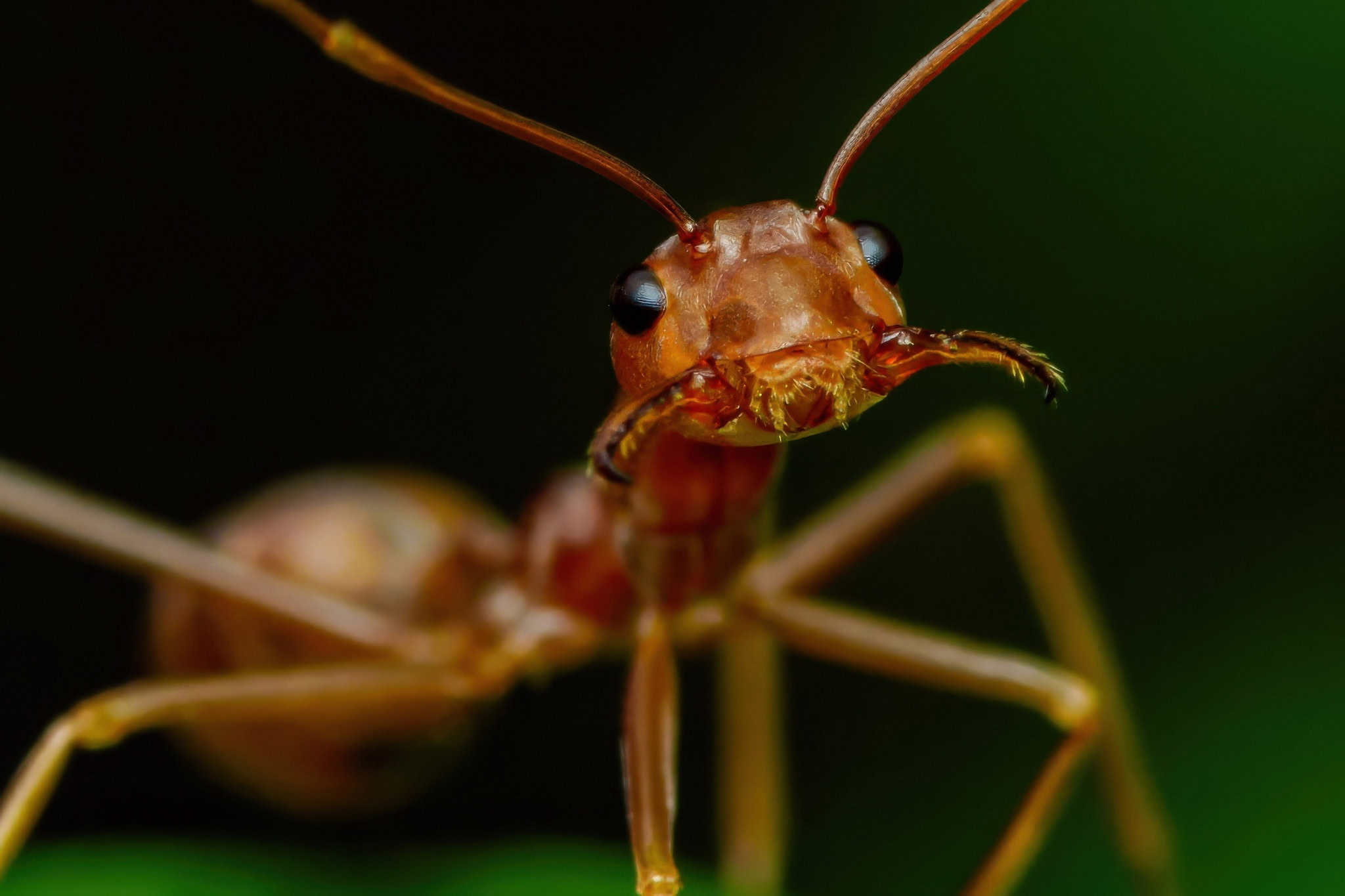 Aranha e inseto são tudo a mesma coisa? Entenda o que são os aracnídeos
