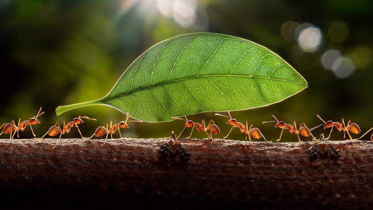 Por que as formigas andam em linha reta? Entenda