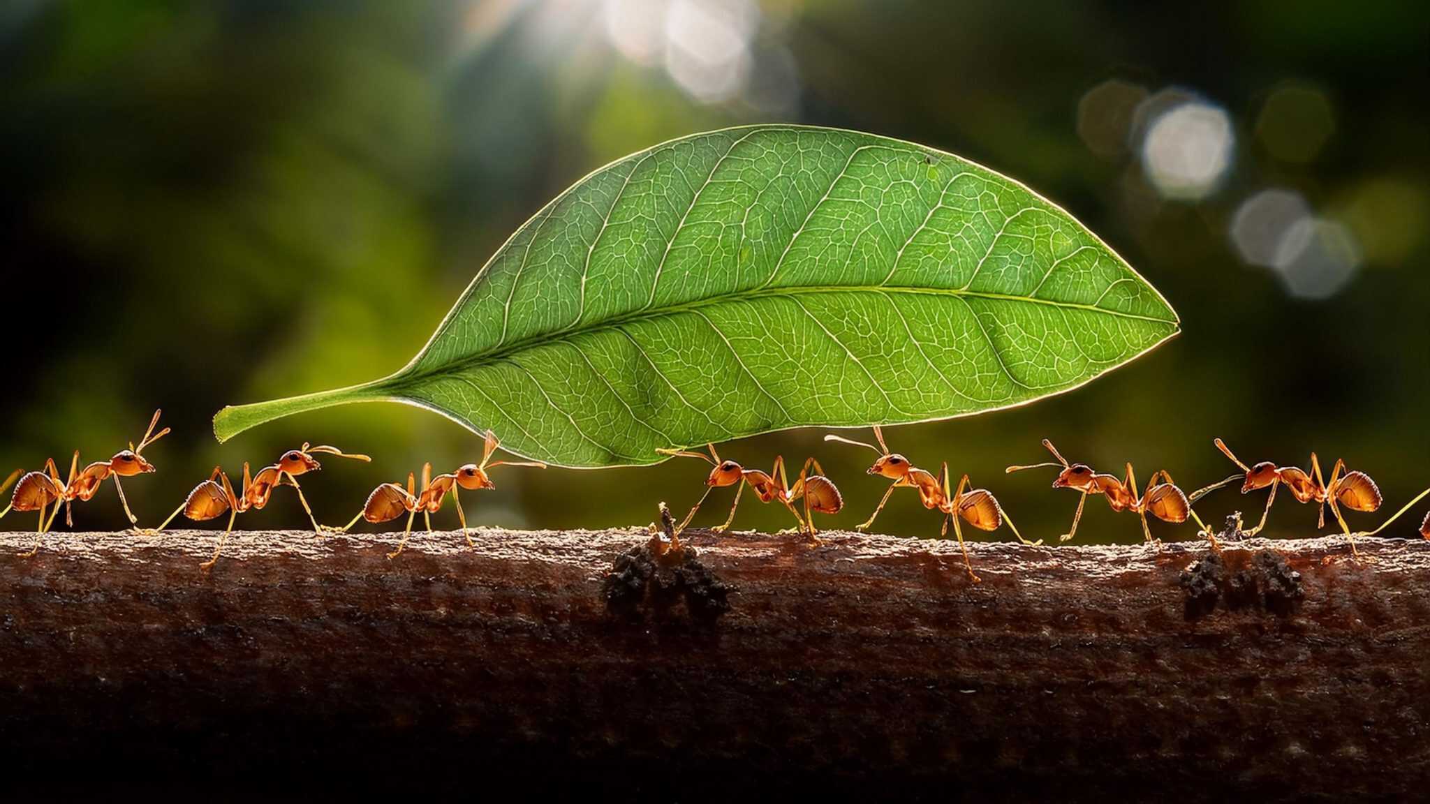 Por que as formigas andam em linha reta? Entenda