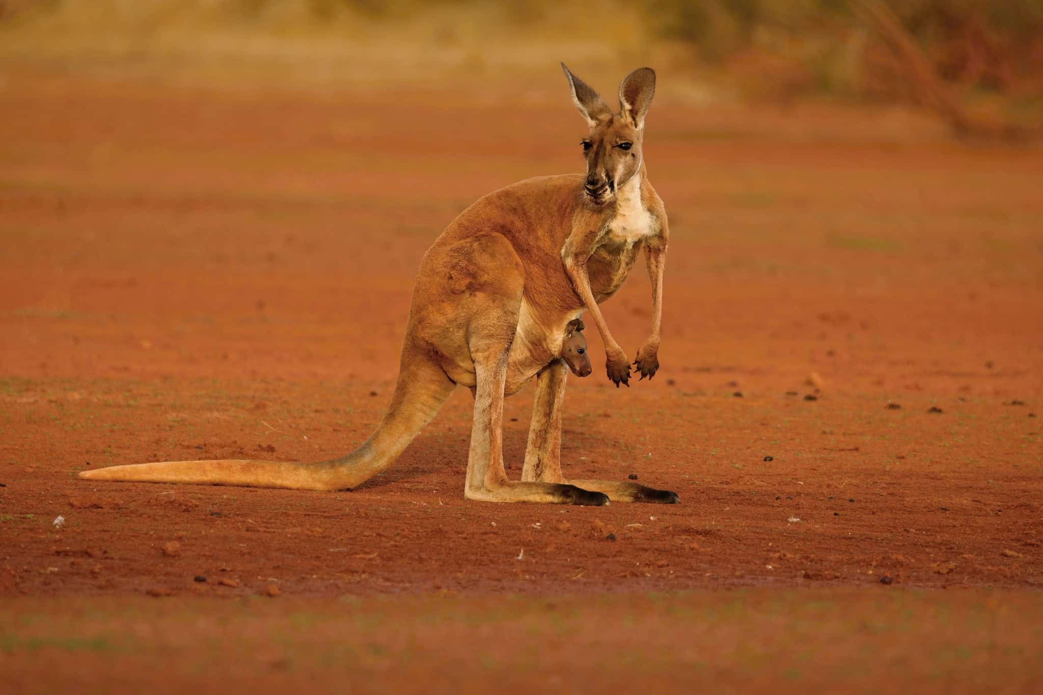 10 adaptações dos animais para sobreviver no deserto - Olhar Digital