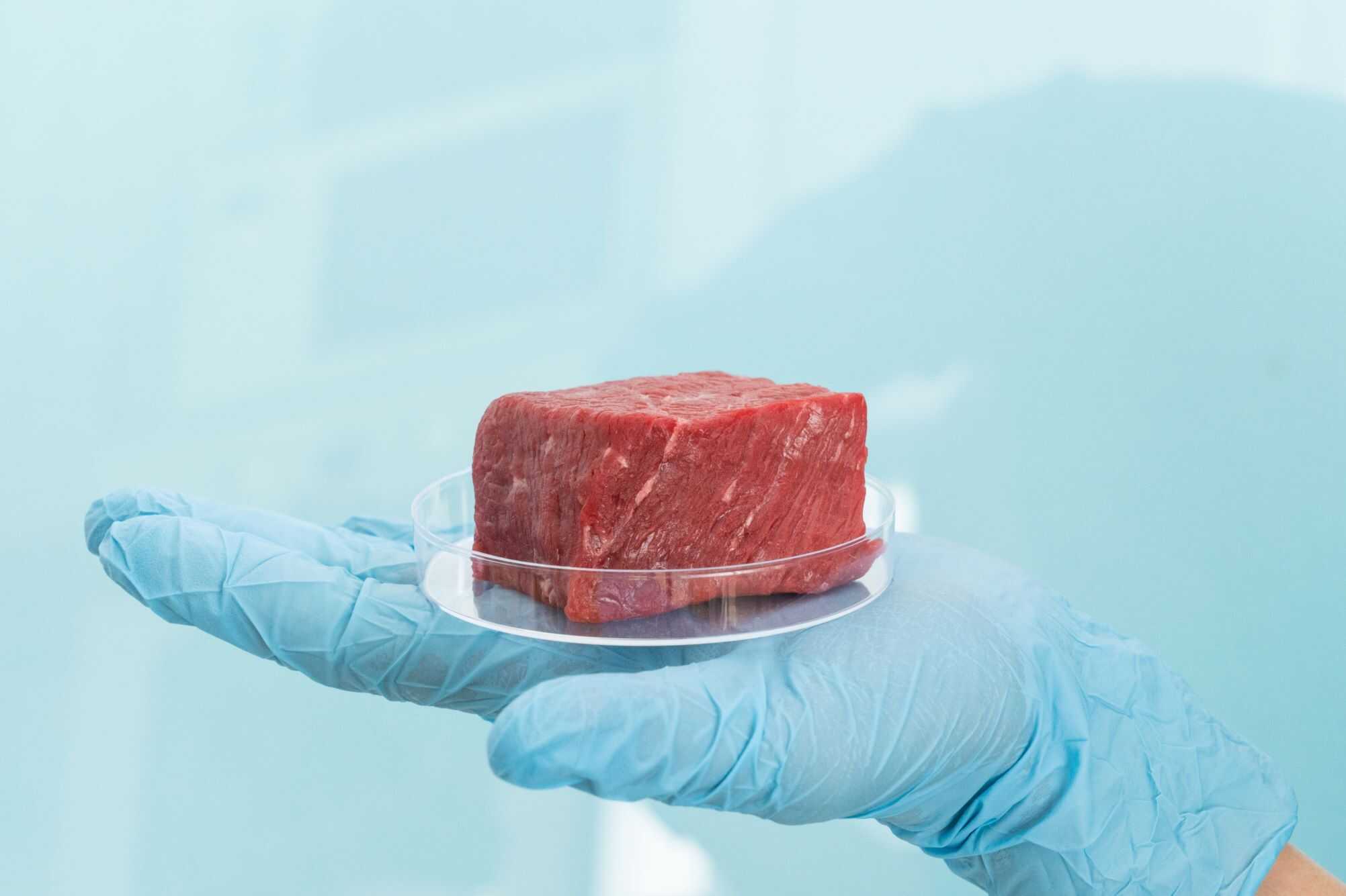 Austrália aprova o consumo de carne cultivada em laboratório