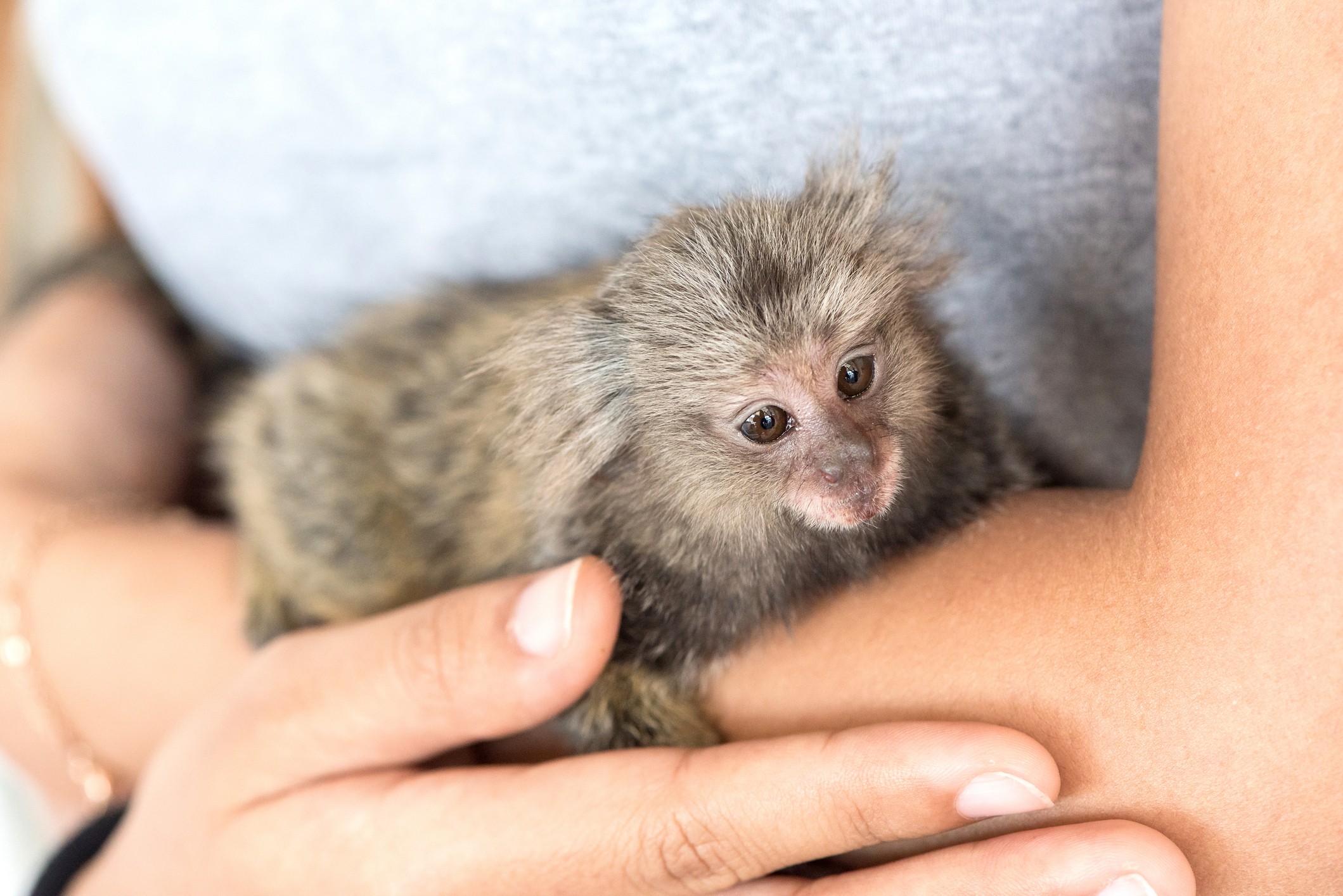 Você pode ter um pet exótico? Veja 8 animais liberados no Brasil ...