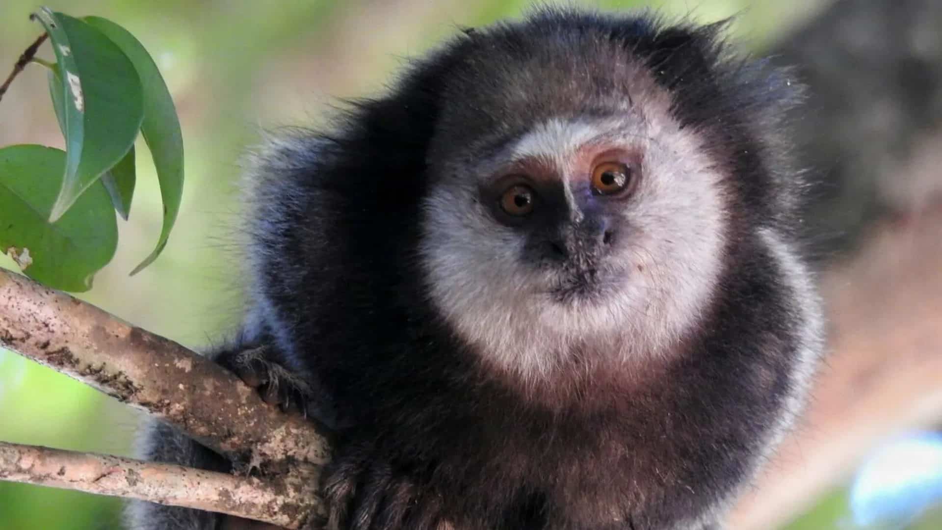 Você pode ter um pet exótico? Veja 8 animais liberados no Brasil ...