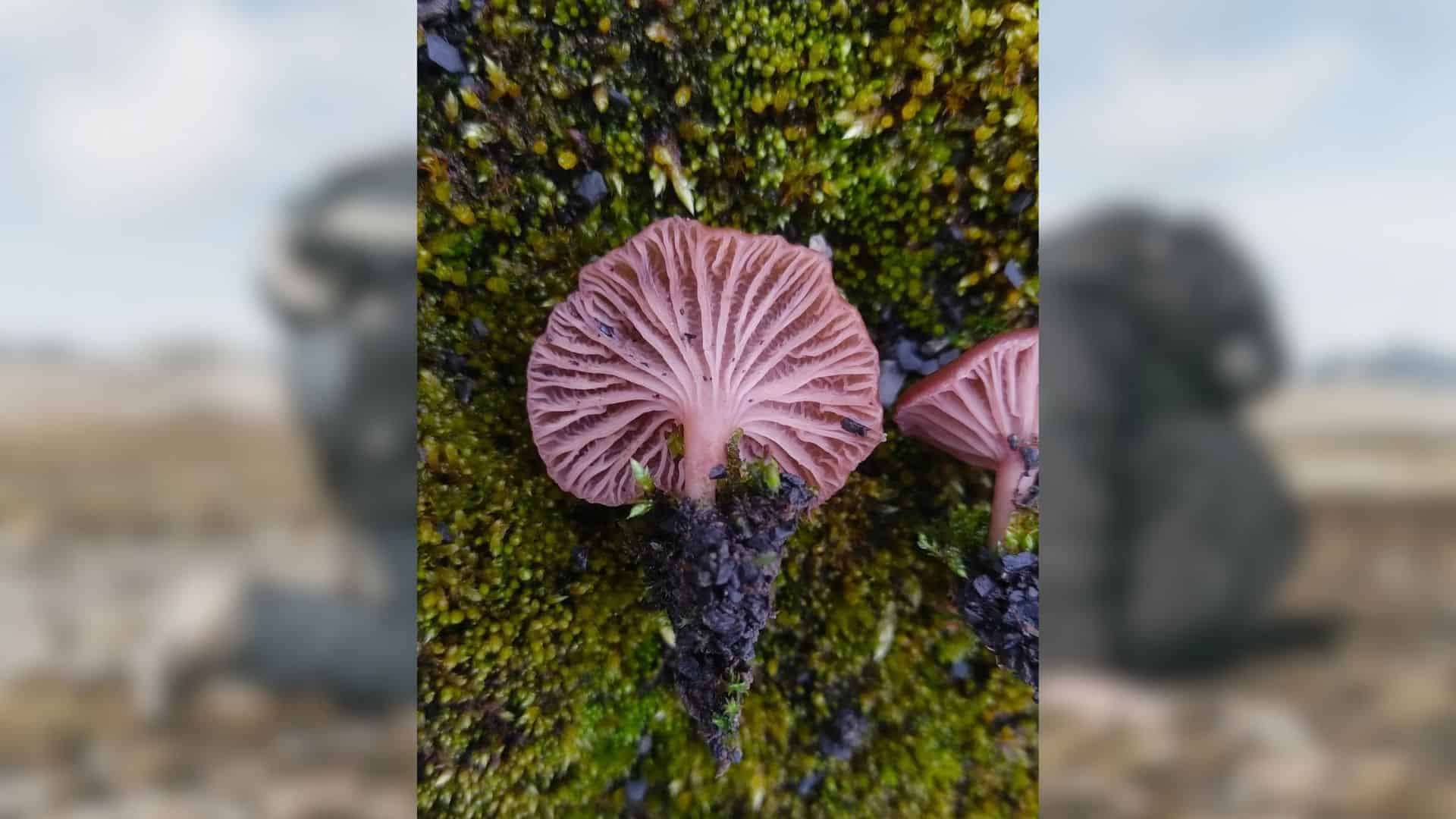 Espécies de fungos são descobertas na Antártica por cientistas brasileiros
