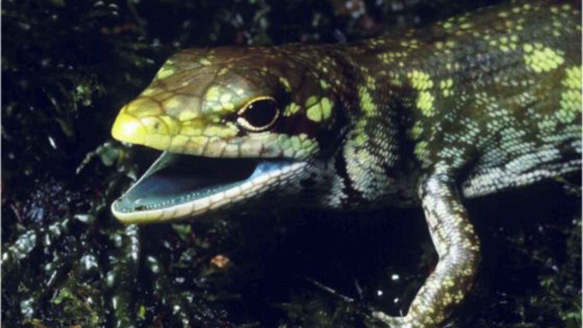 8 animais de sangue colorido que você não conhecia - Olhar Digital