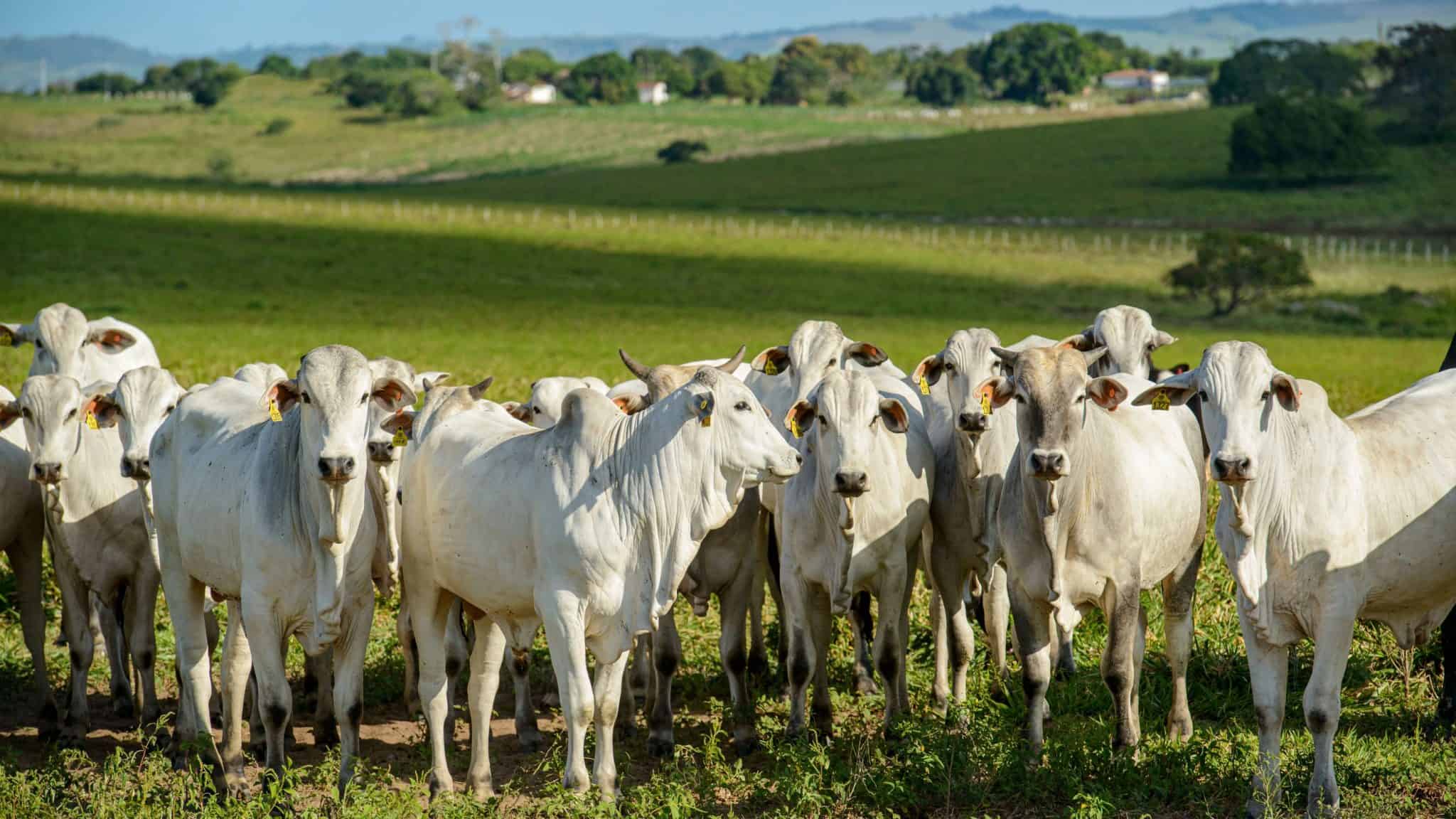 Qual a diferença entre boi e touro? - Olhar Digital