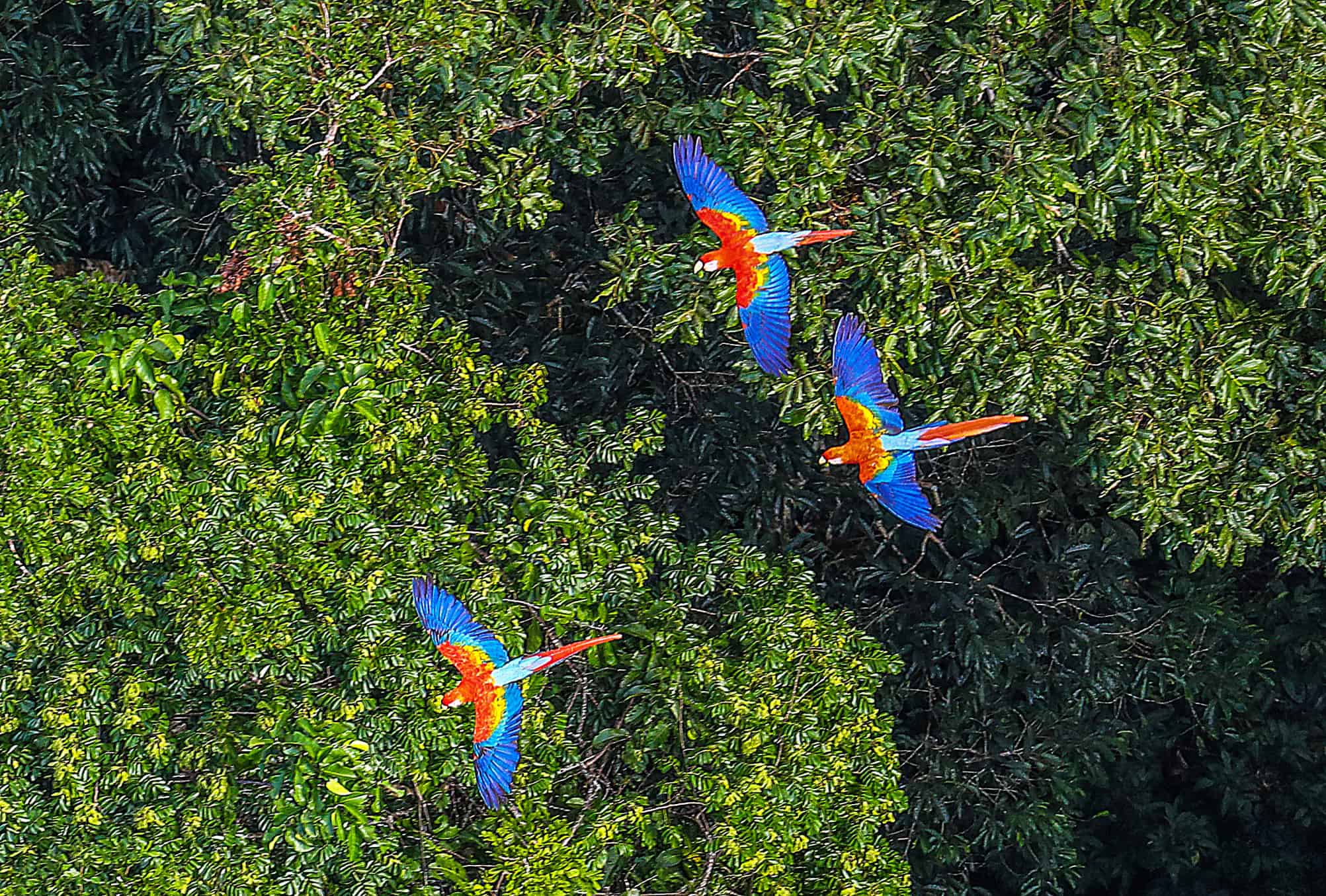 Fundo Amazônia bate recorde de investimentos para conservação de florestas