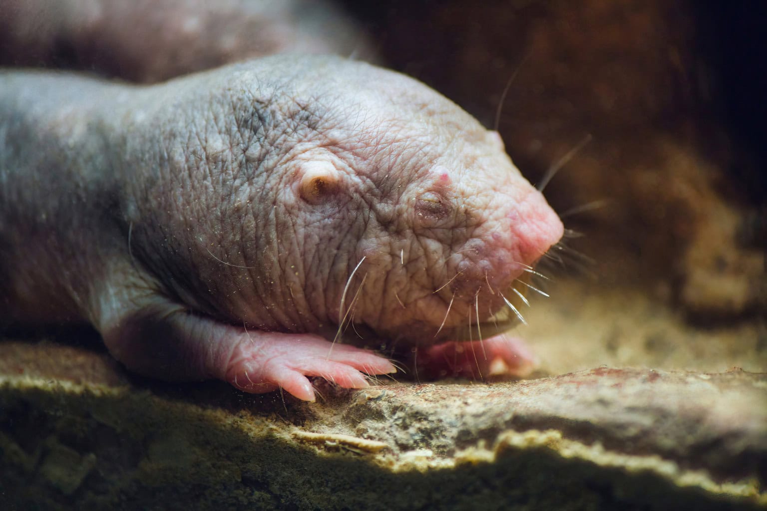 Ratos-toupeira-pelados mostram que segredo da longevidade é uma proteína