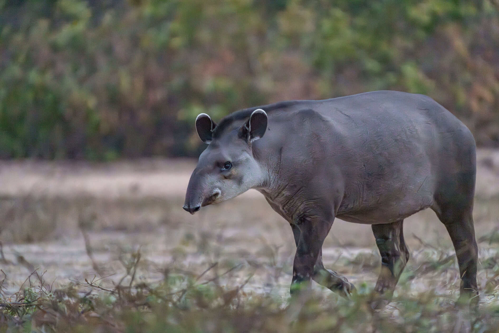 Anta: fragmentação da Mata Atlântica ameaça espécie brasileira, revela ...