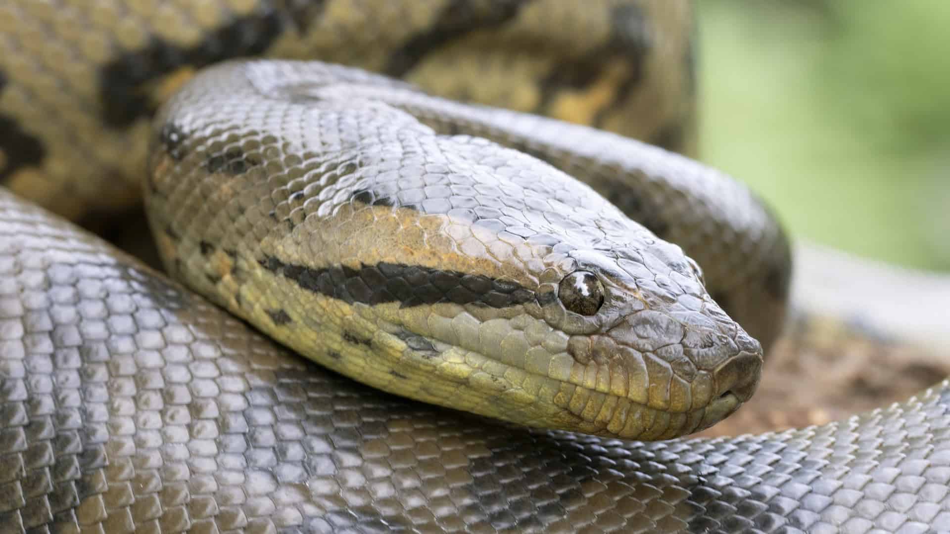 Sucuri-verde: a cobra mais pesada e forte do mundo - Olhar Digital