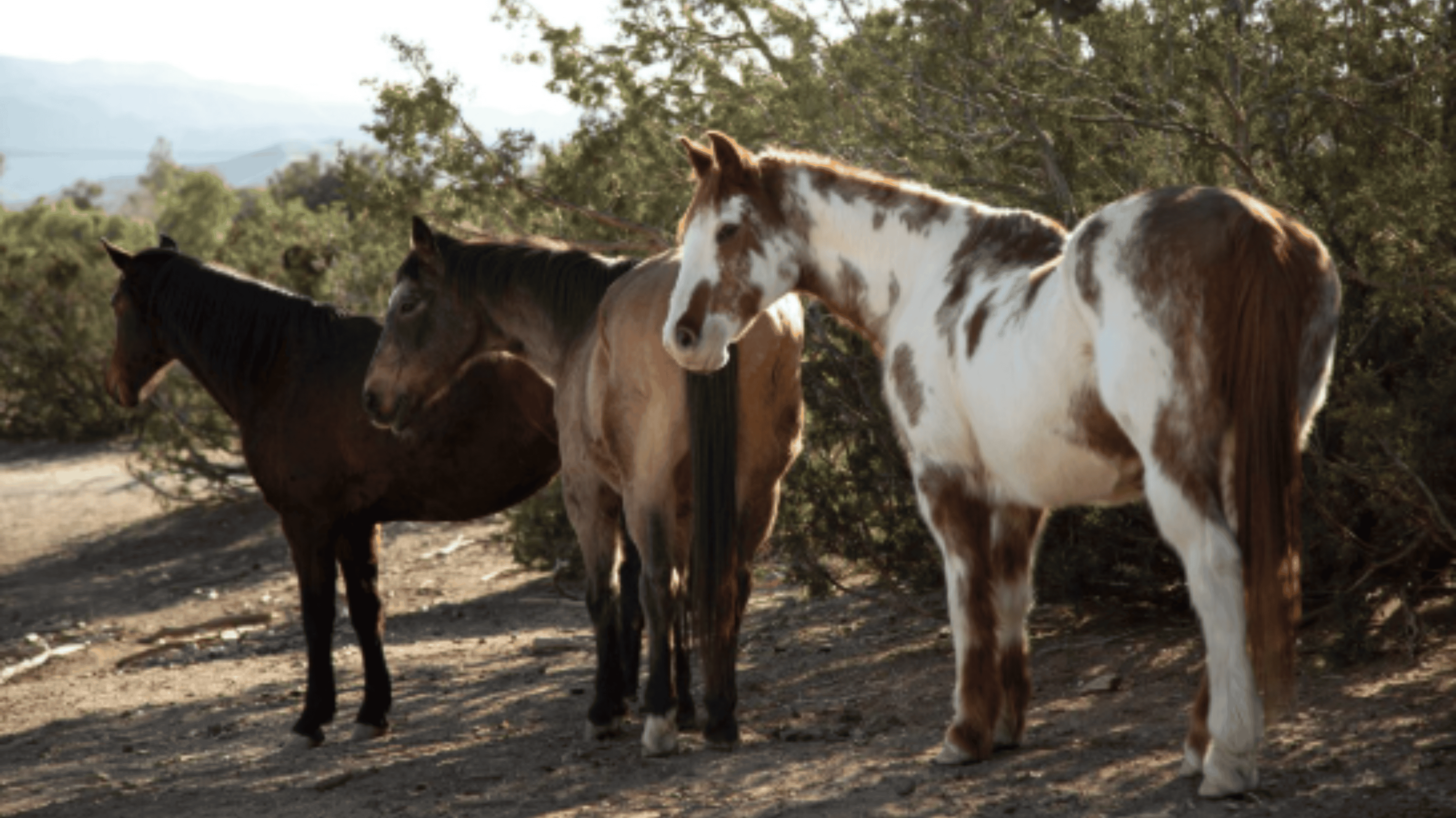 Qual a diferença entre cavalo, jumento e burro? - Olhar Digital