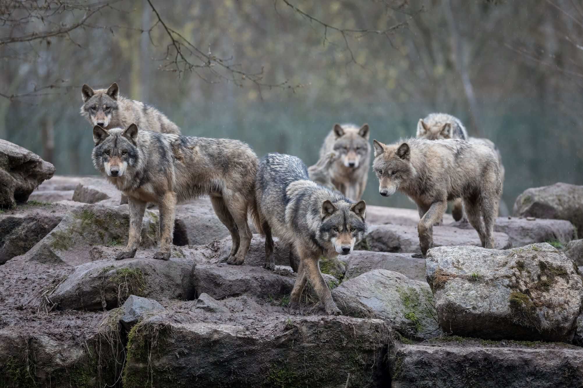 Por que não usamos lobos “domesticados” em vez de cães? - Olhar Digital