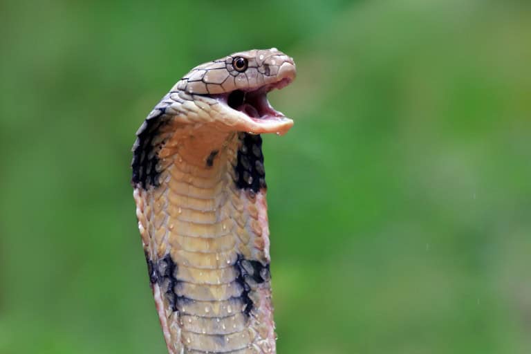 As 10 cobras mais peçonhentas (e quais vivem no Brasil)